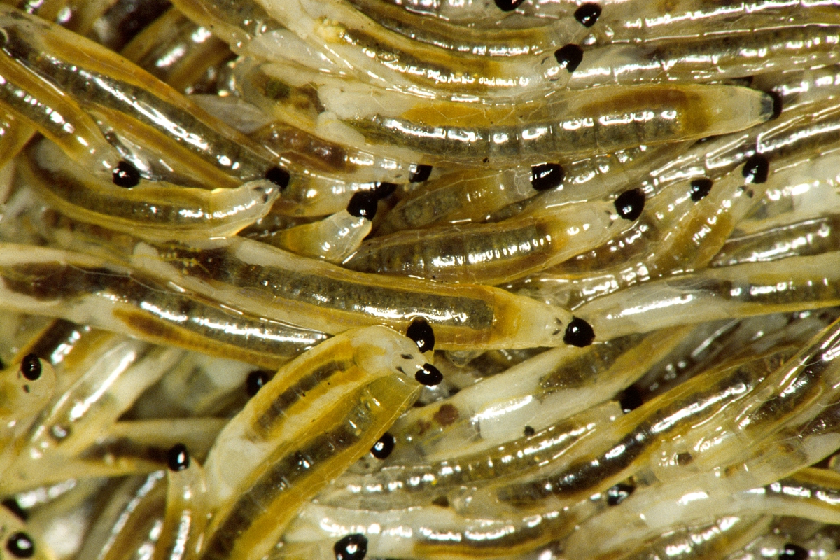 dkwinged fungus gnat larvae JAK760 (2) – GRO Big Red
