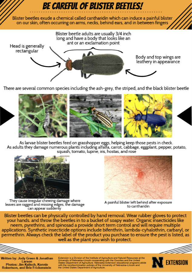 Be Careful Of Blister Beetles Gro Big Red