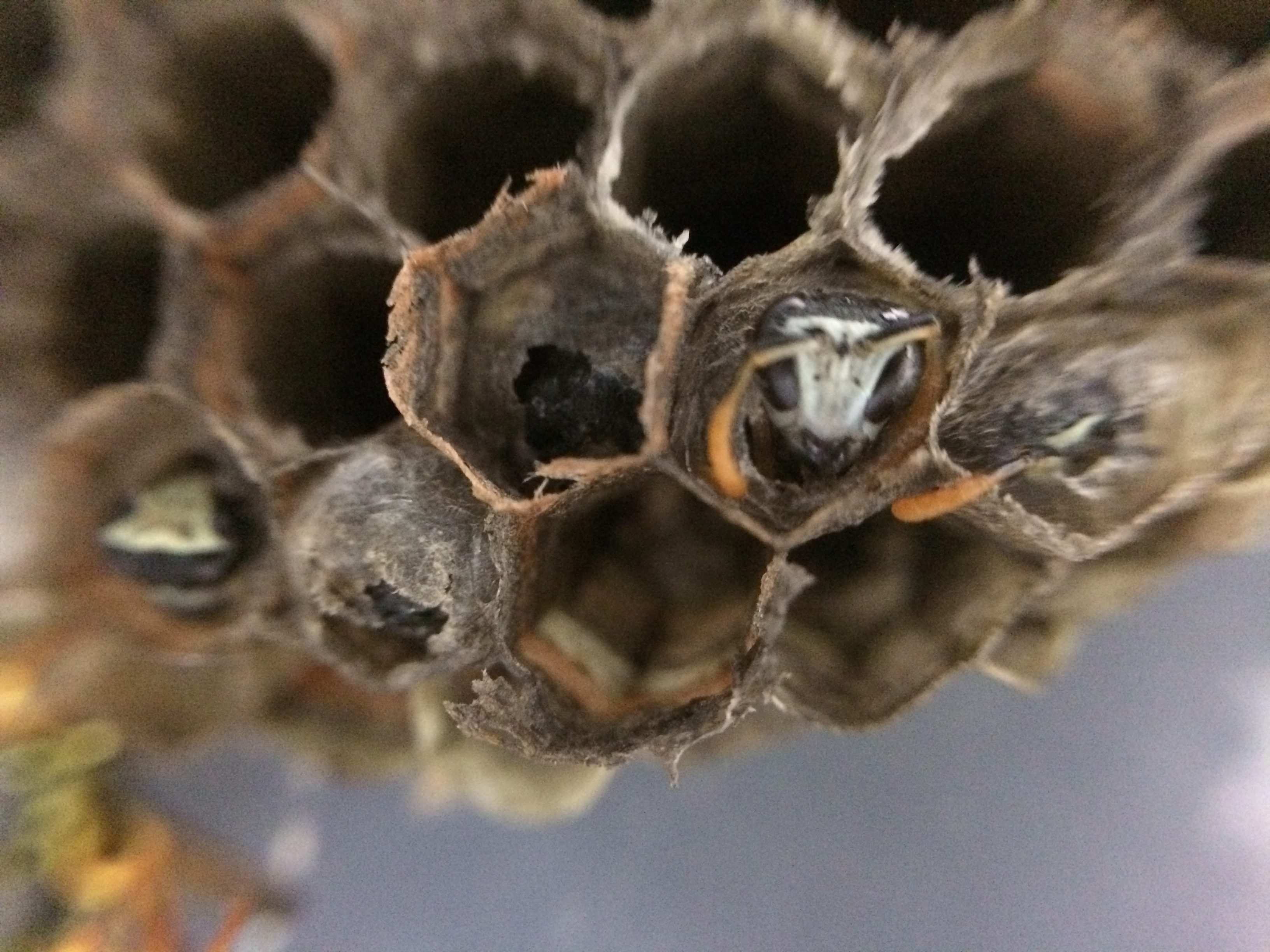 European paper wasps cells – GRO Big Red