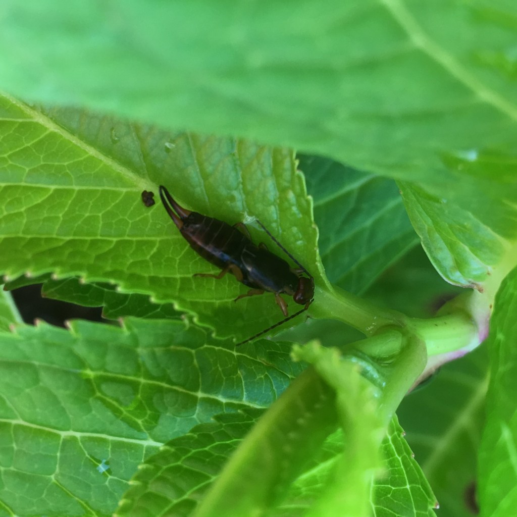 Don’t Wig Out Over Earwigs – GRO Big Red