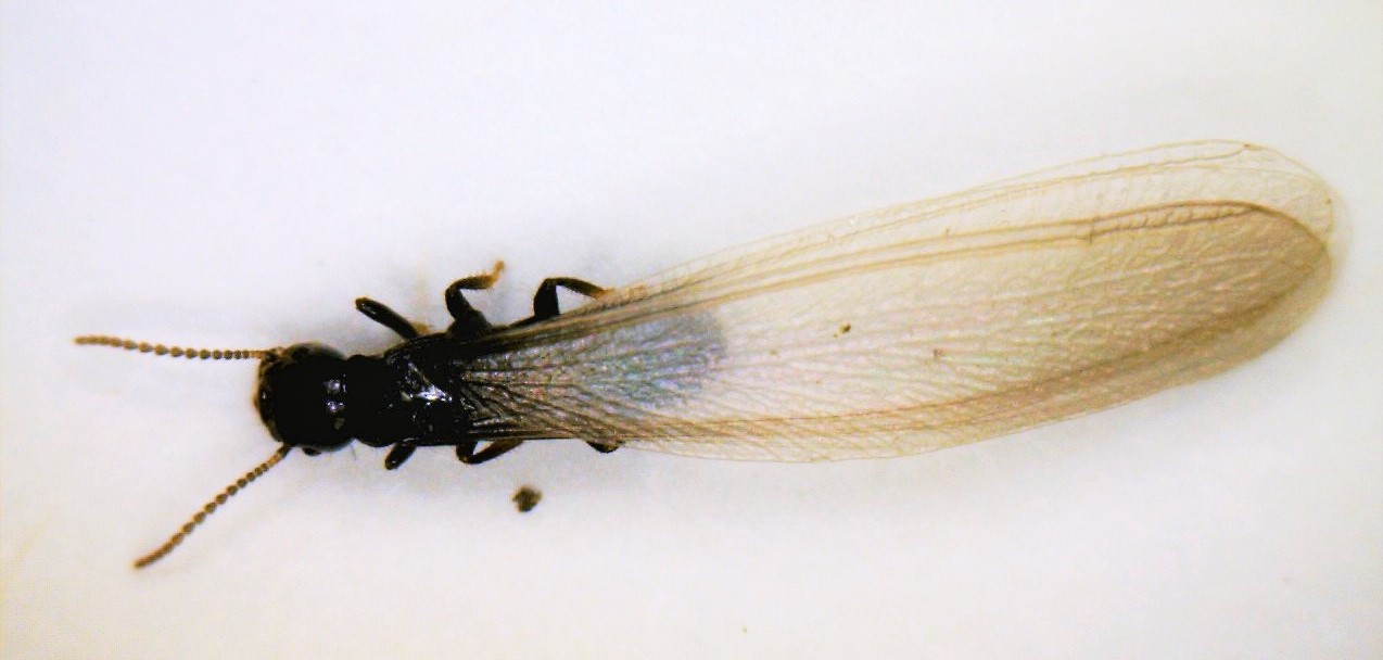 Subterranean Termite Alate (dorsal) – GRO Big Red