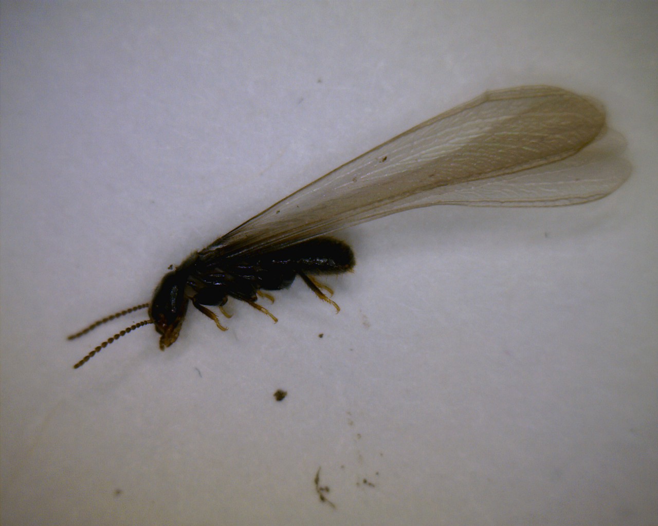 Subterranean Termite Alate (lateral) – GRO Big Red