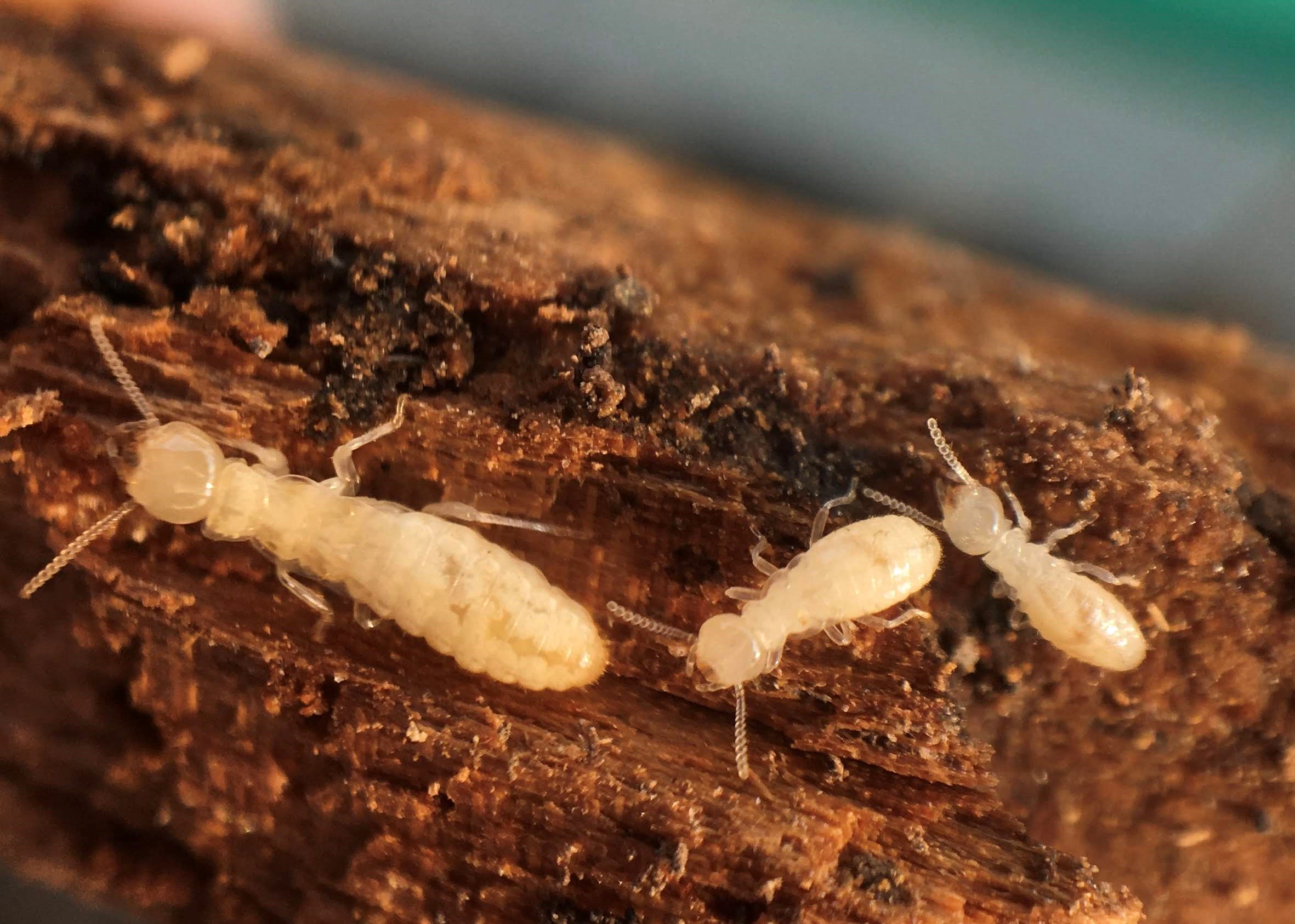 Termites4 – GRO Big Red