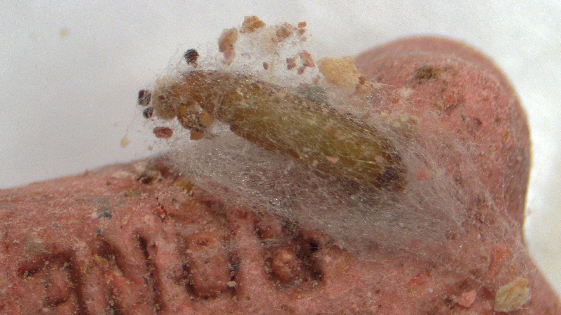 IMM pupa on dog biscuit – GRO Big Red