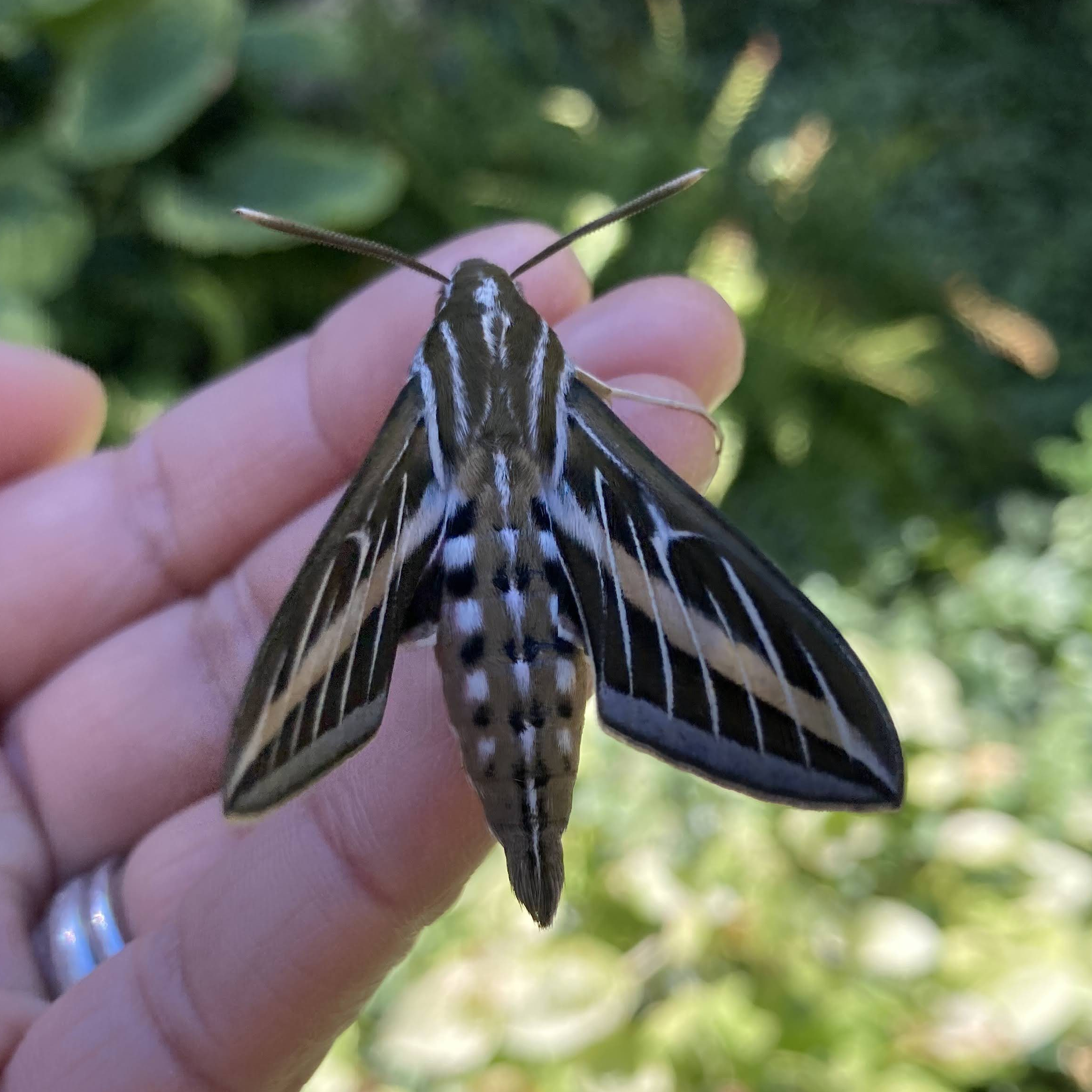 White-lined sphinx moth10 – GRO Big Red