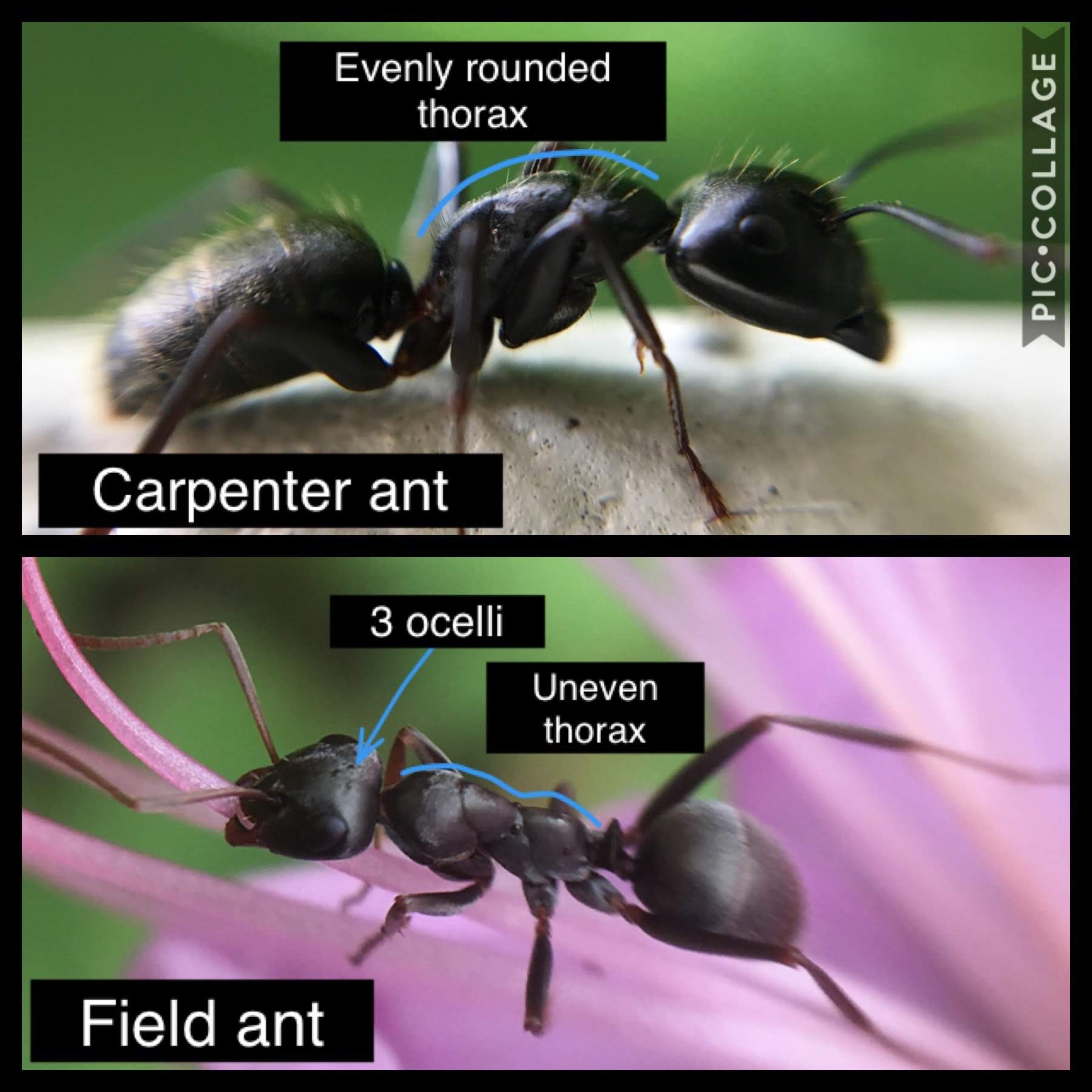 Comparison between carpenter ant and field ant – GRO Big Red