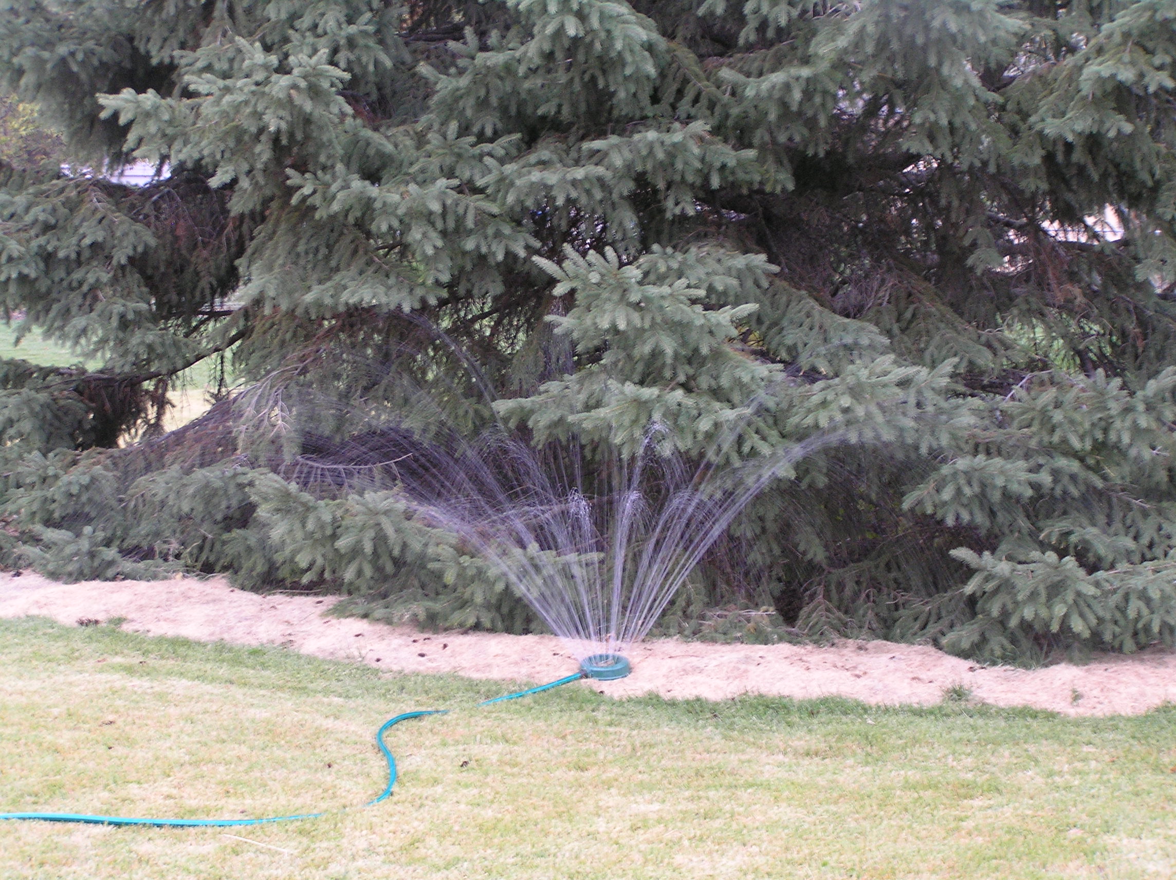 sprinkler watering spruce sjb – GRO Big Red