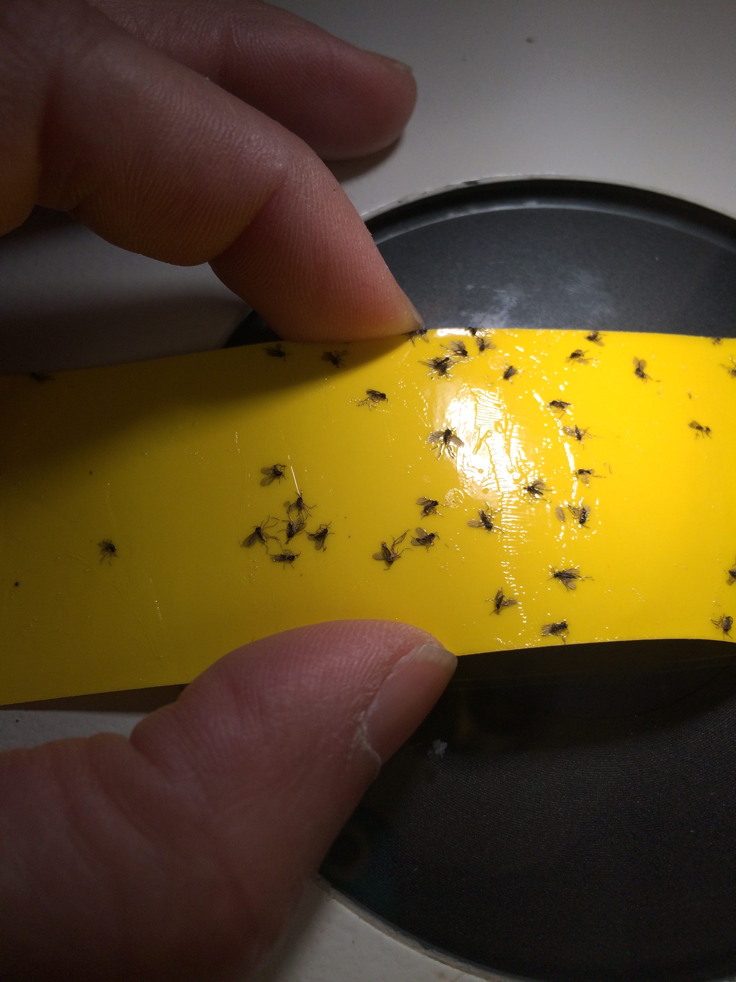 Fungus gnats on yellow sticky trap – GRO Big Red