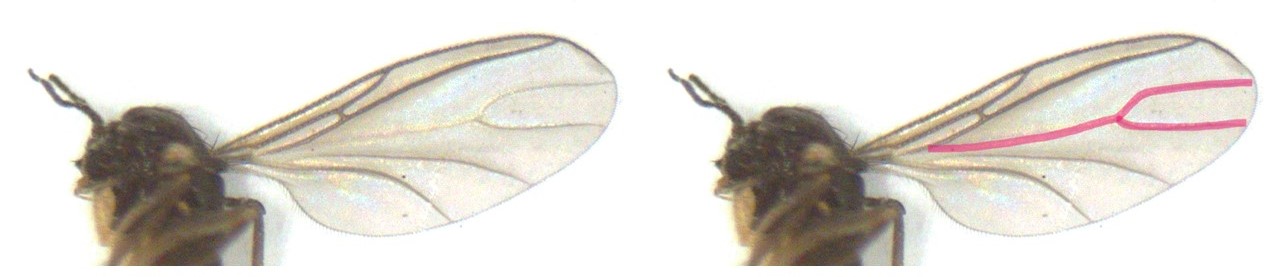 Magnified wing – GRO Big Red